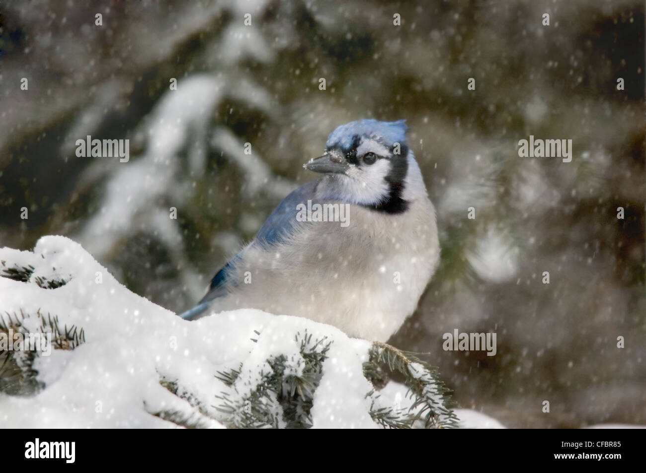 Blue jay (Cyanocitta cristata) sits in snowy spruce tree, Saskatchewan ...