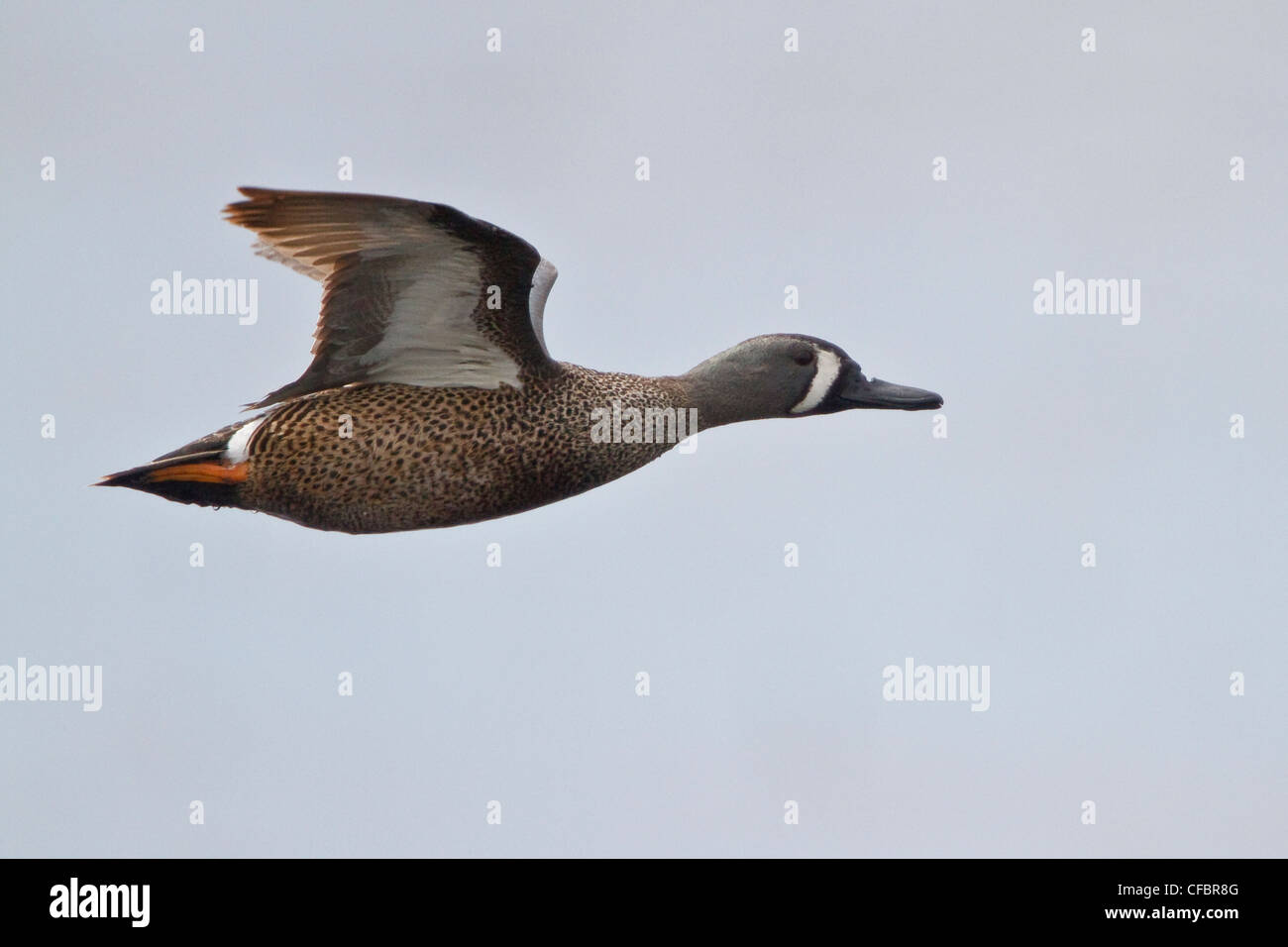 Blue winged teal flying hi-res stock photography and images - Alamy