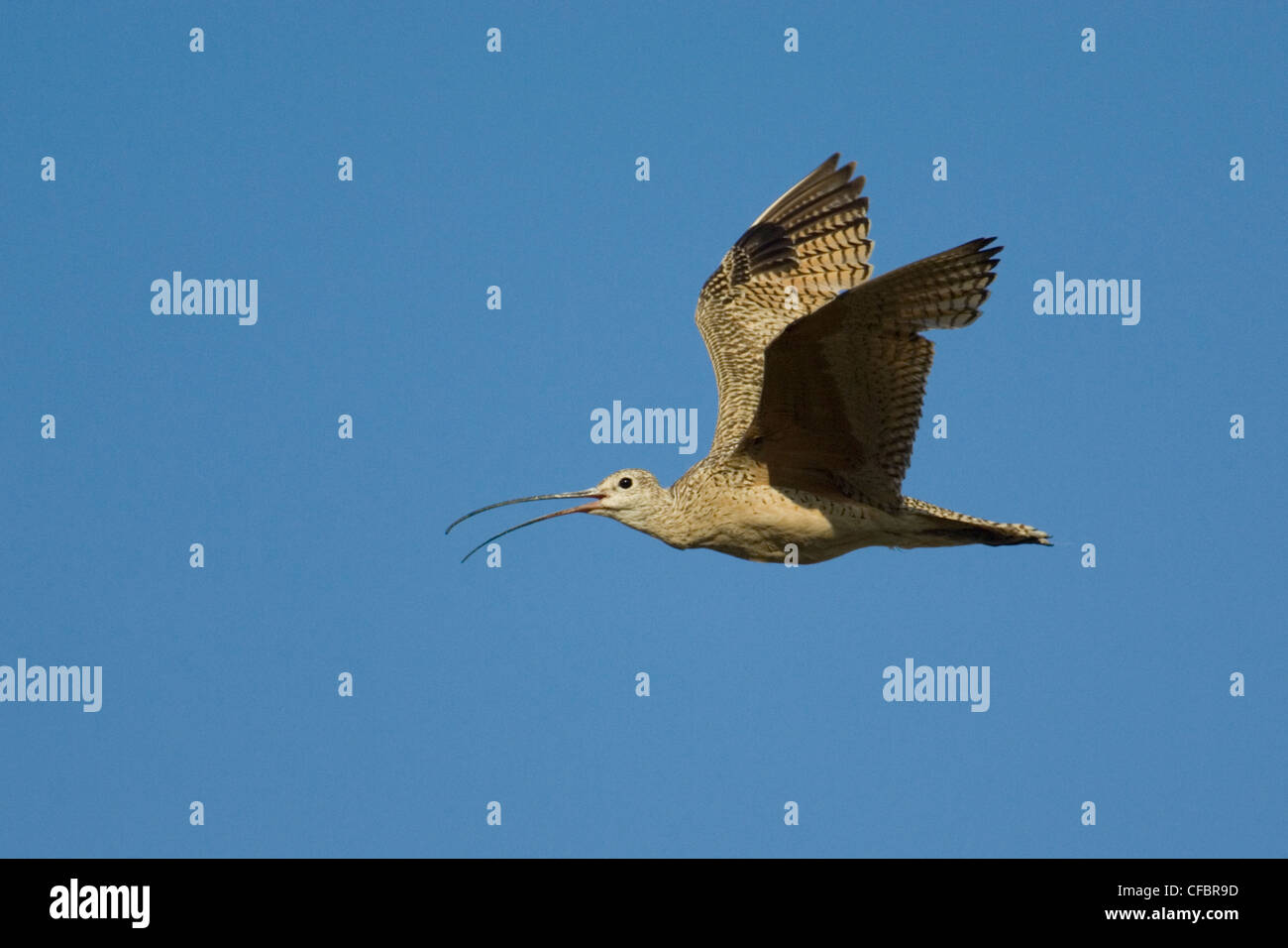 Side view of curlew in flight hi-res stock photography and images - Alamy