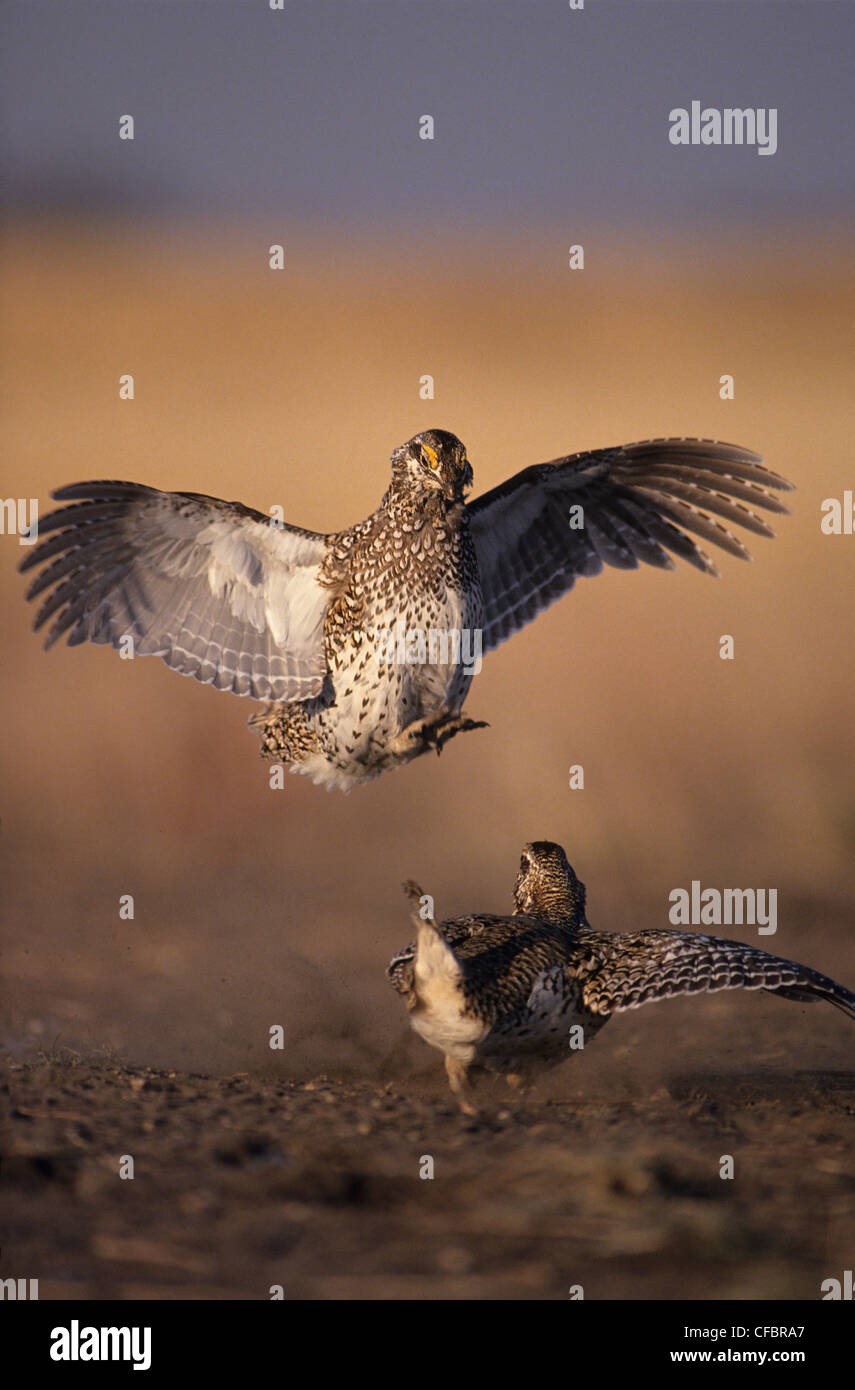 Male Sharp-tailed grouse (Tympanuchus phasianellus) fighting at lek in ...