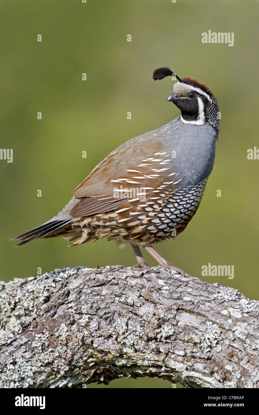 California Quail (Callipepla californica) perched on a branch in ...