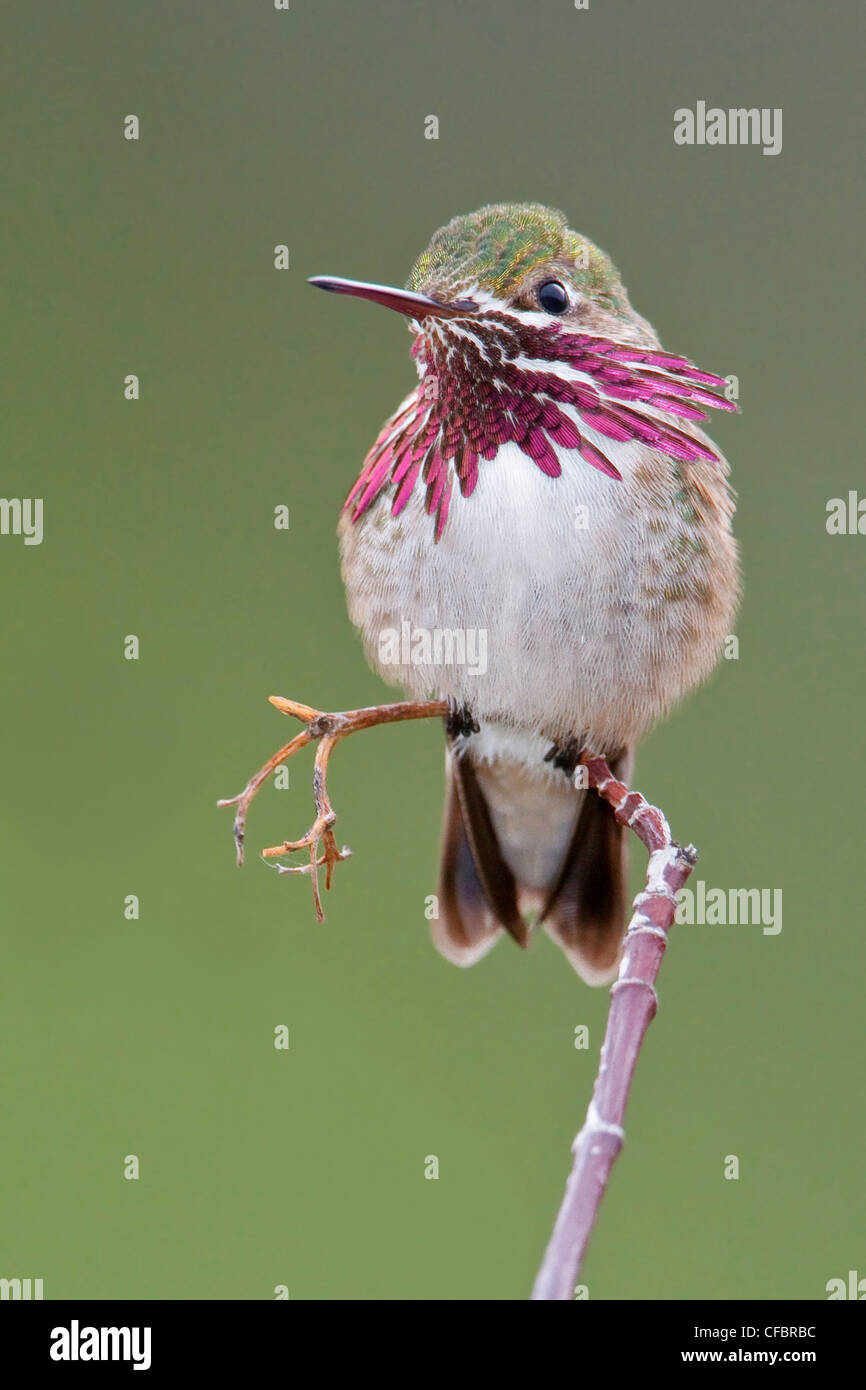 Calliope Hummingbird (Stellula calliope) perched ona branch in British ...