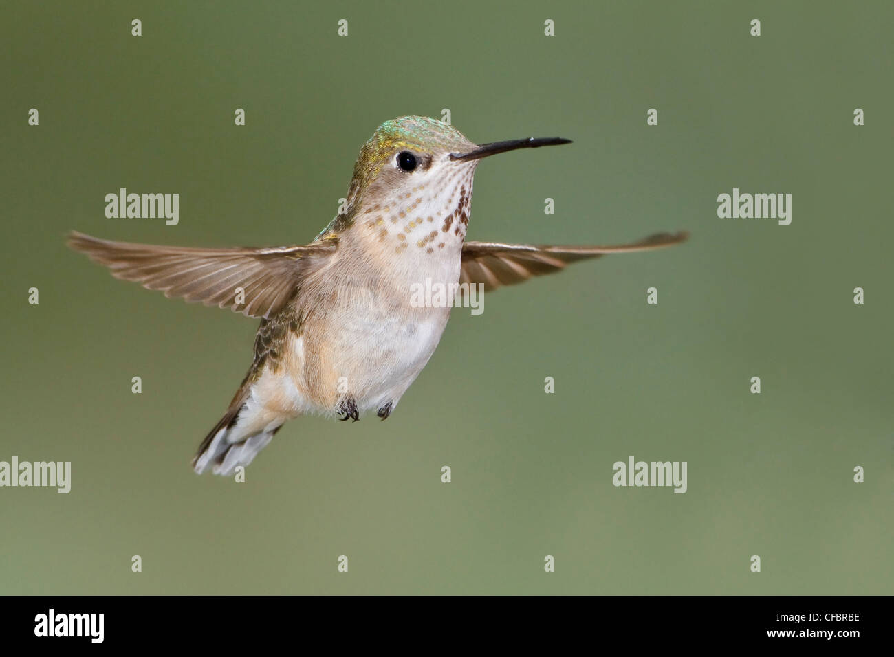 In flight in british columbia hi-res stock photography and images - Alamy