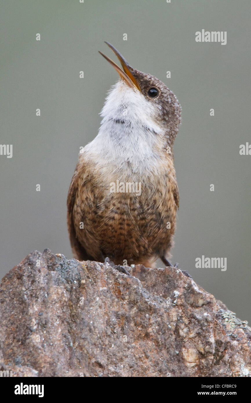 Canyon wren bird hi-res stock photography and images - Alamy