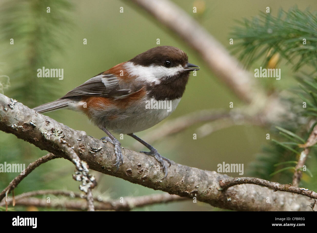 A rufescens hi-res stock photography and images - Alamy