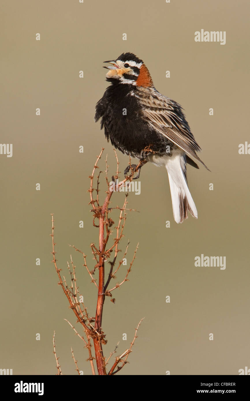 Chestnut-collared Longspur (Calcarius ornatus) perched on a weedy plant ...