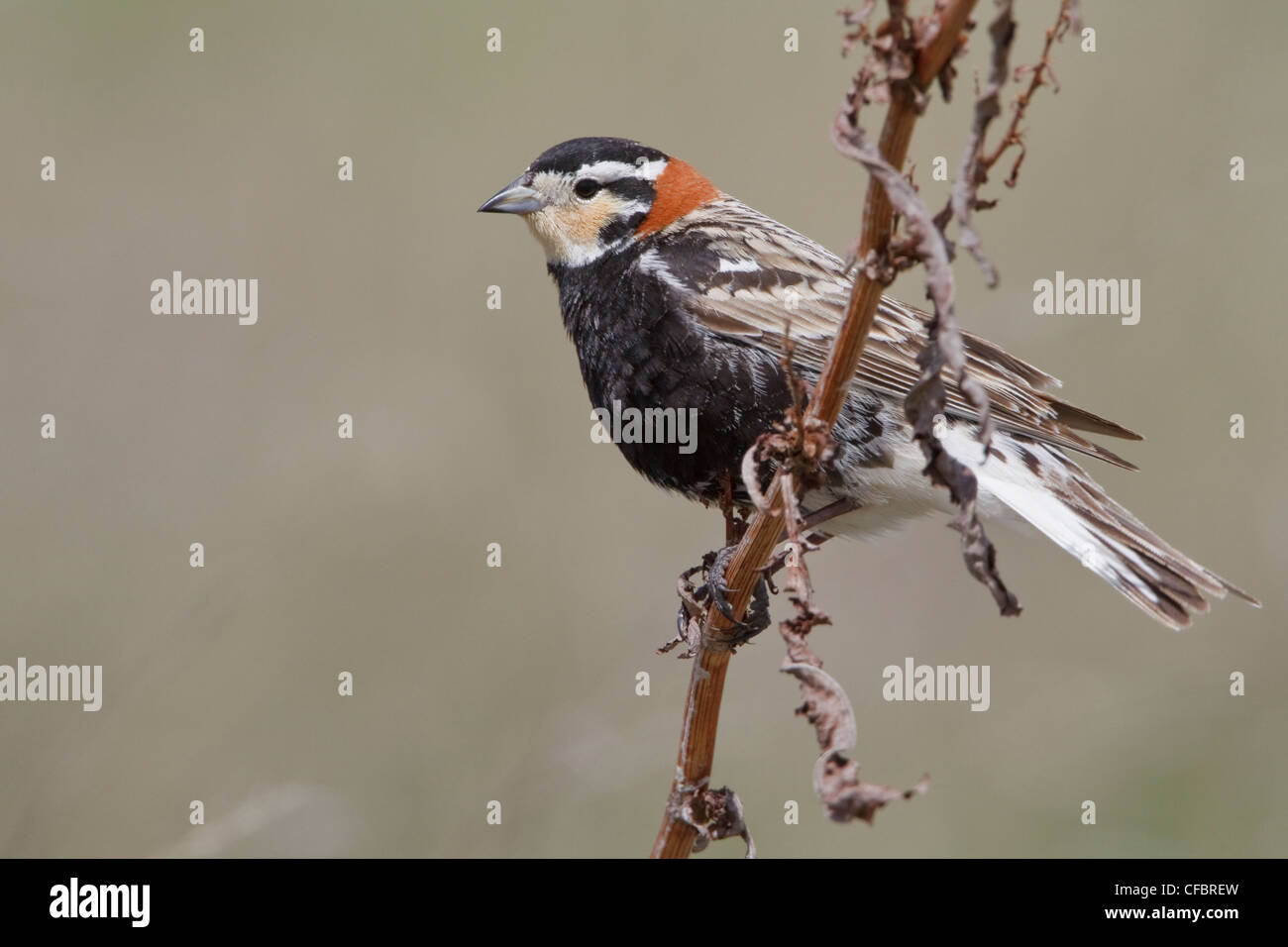 Chestnut-collared Longspur (Calcarius ornatus) perched on a weedy plant ...
