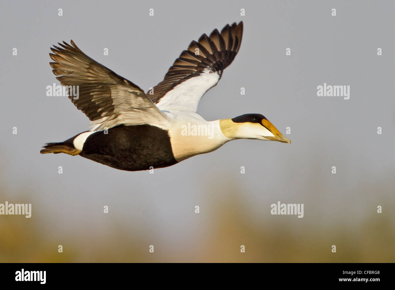 Common Eider (Somateria mollissima) flying in Churchill, Manitoba ...