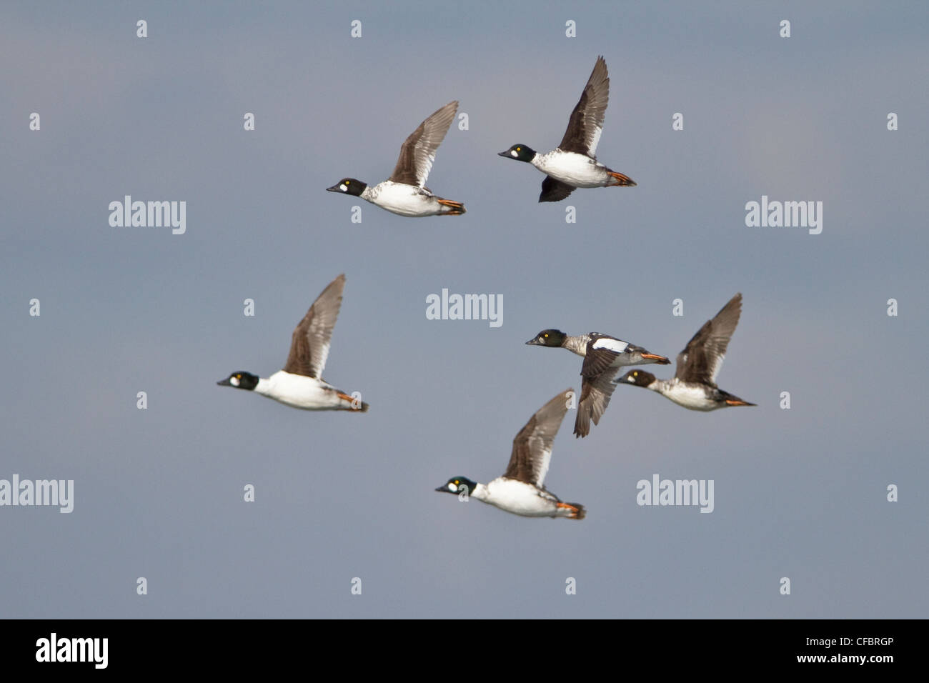 Common Goldeneye (Bucephala clangula) flying in Churchill, Manitoba ...