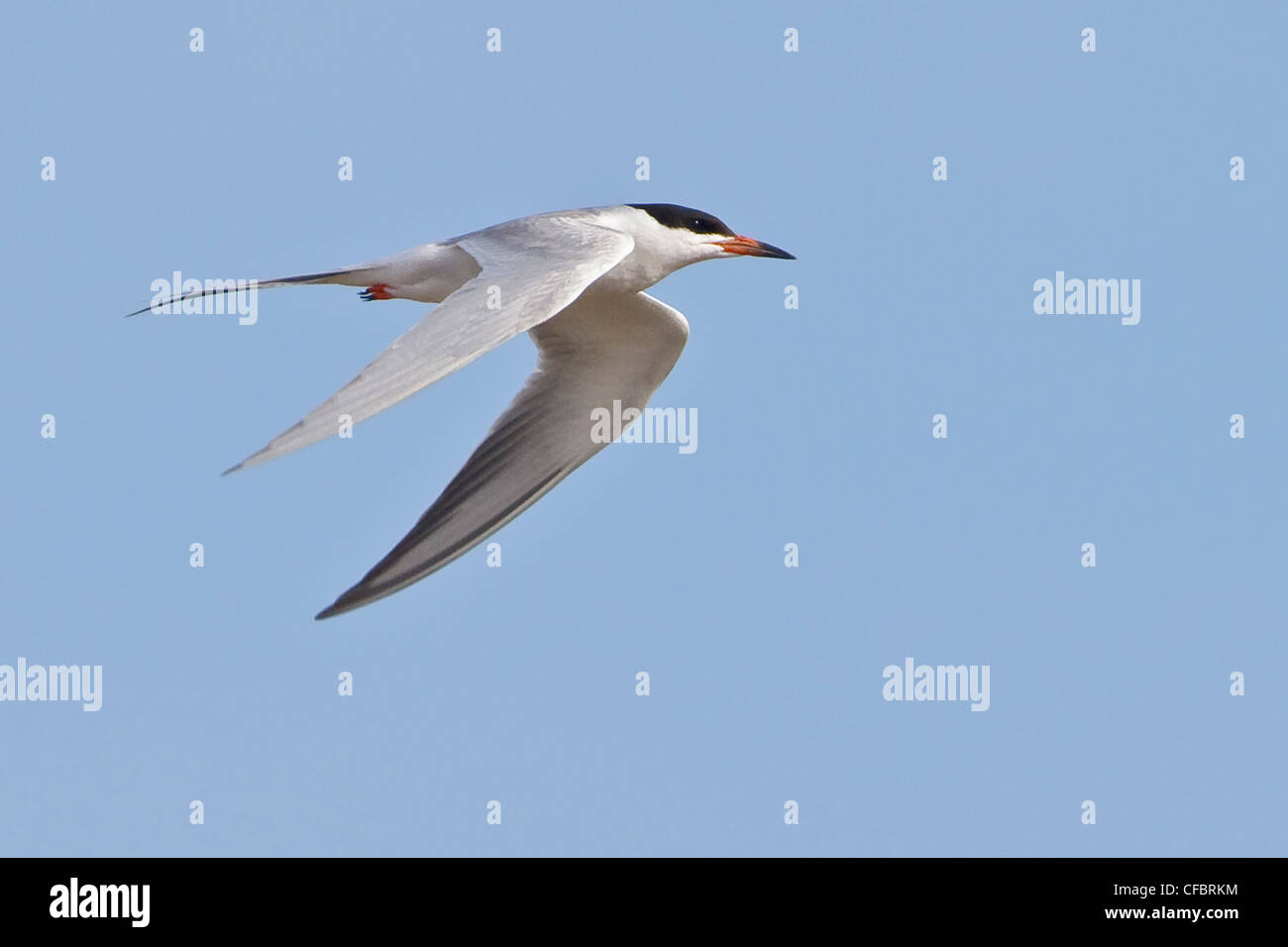 Flying tern hi-res stock photography and images - Alamy