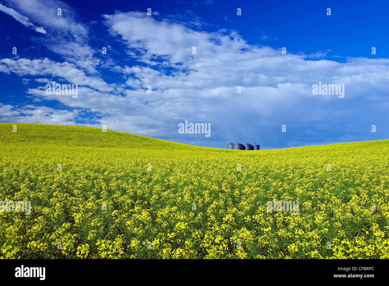 Bloom stage canola hi-res stock photography and images - Alamy