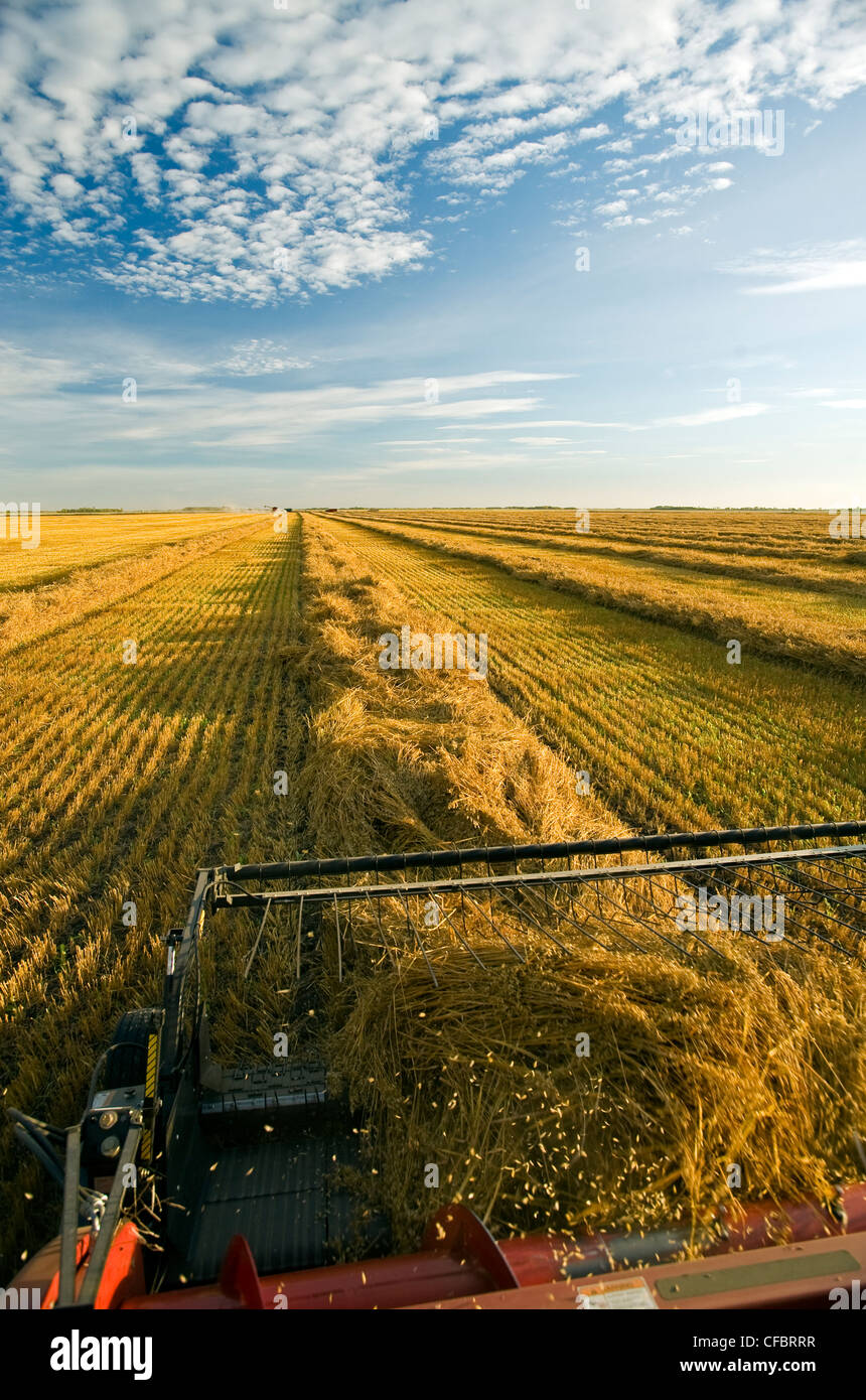 Combine header hi-res stock photography and images - Alamy