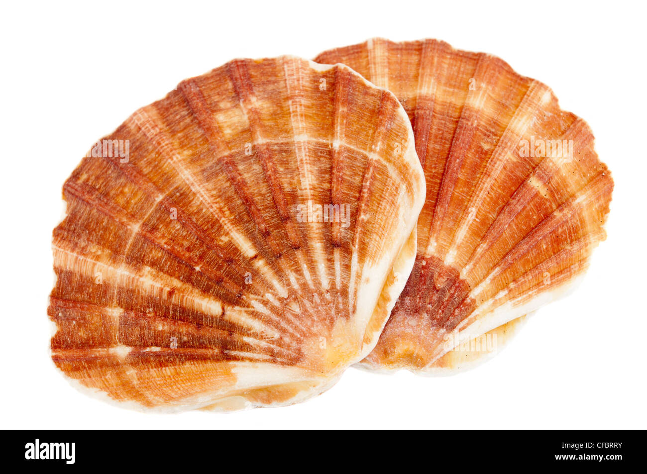Scallops Scallop Shells Stock Photo - Alamy