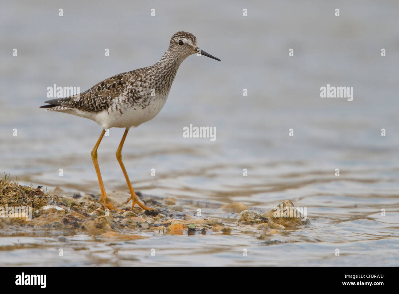 Lesser Yellowlegs (Tringa flavipes) in a pond in Churchill, Manitoba ...