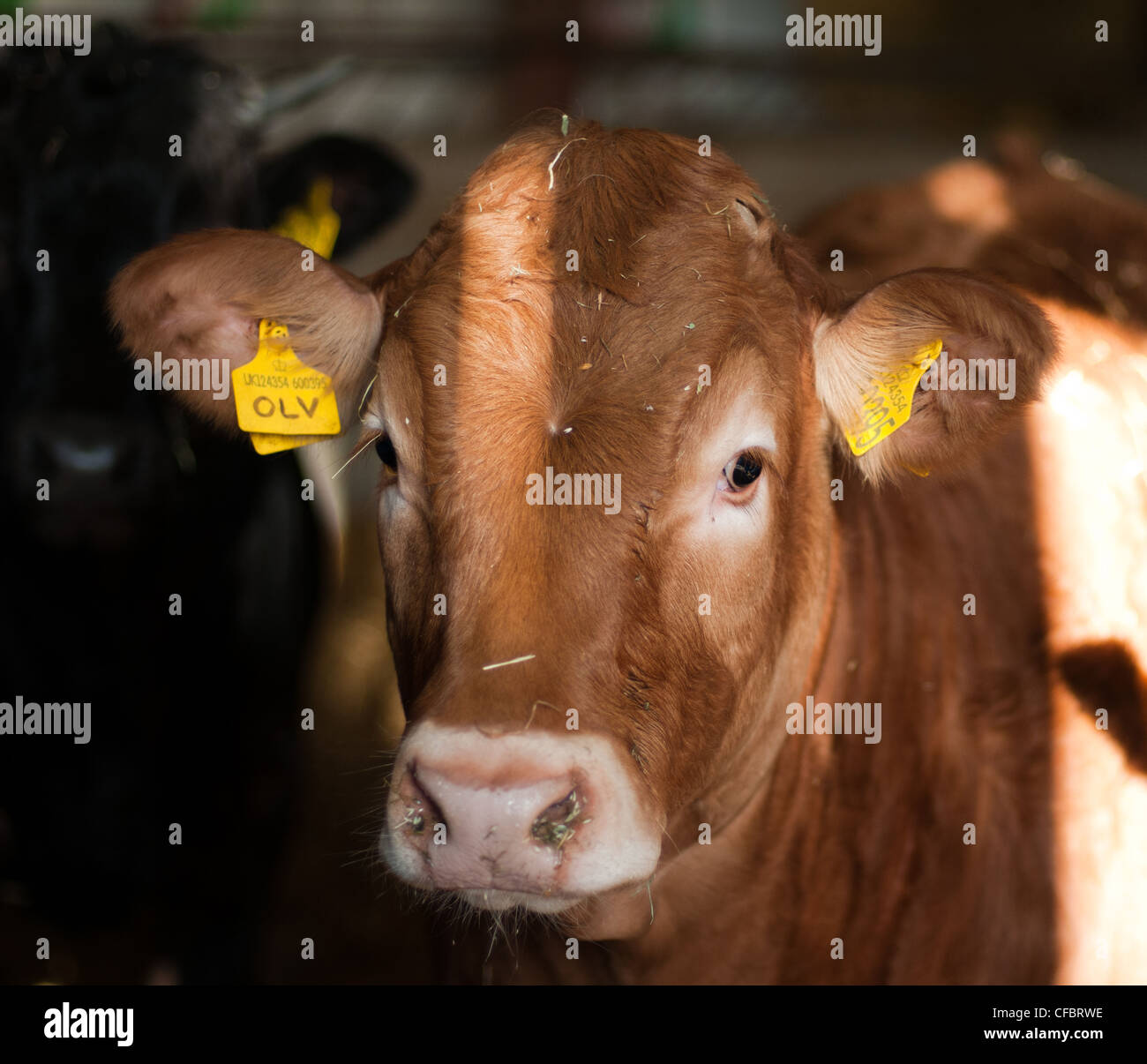 Beef bull on a farm in North Yorkshire Stock Photo - Alamy