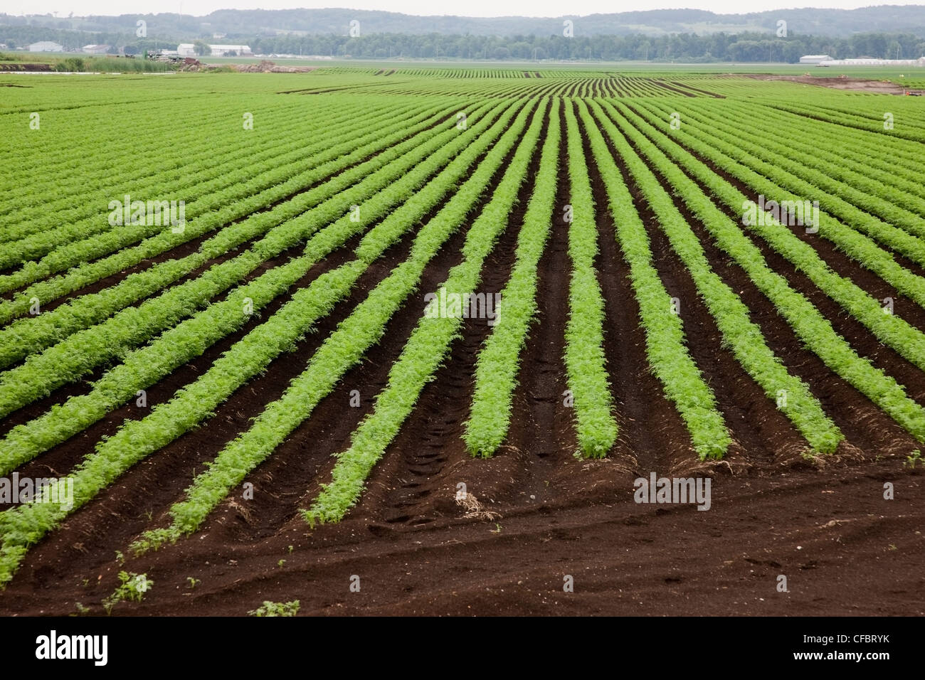 Muck crop hi-res stock photography and images - Alamy
