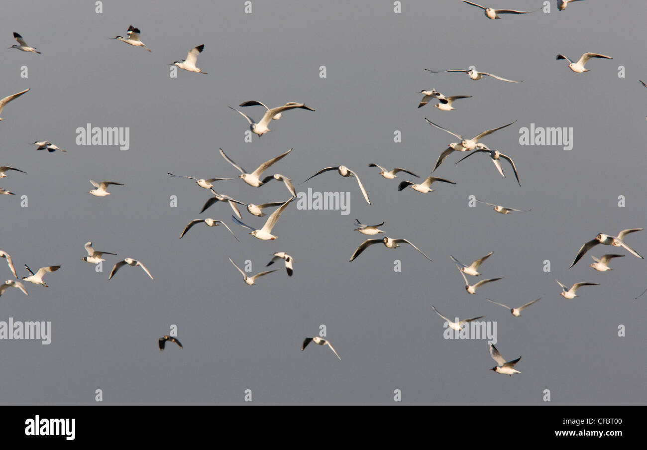 Mixed shorebirds hi-res stock photography and images - Alamy
