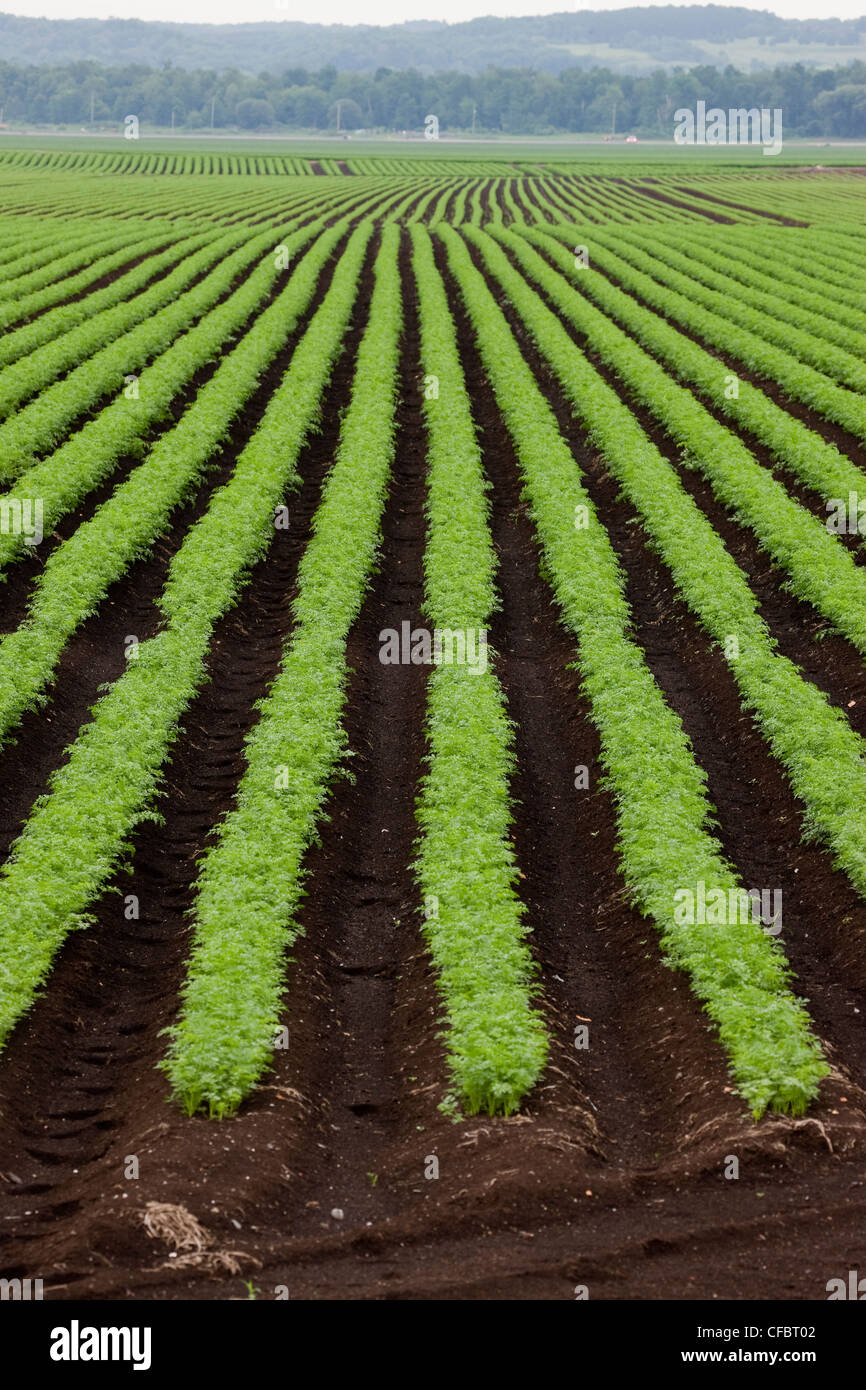 Muck Crop High Resolution Stock Photography and Images - Alamy