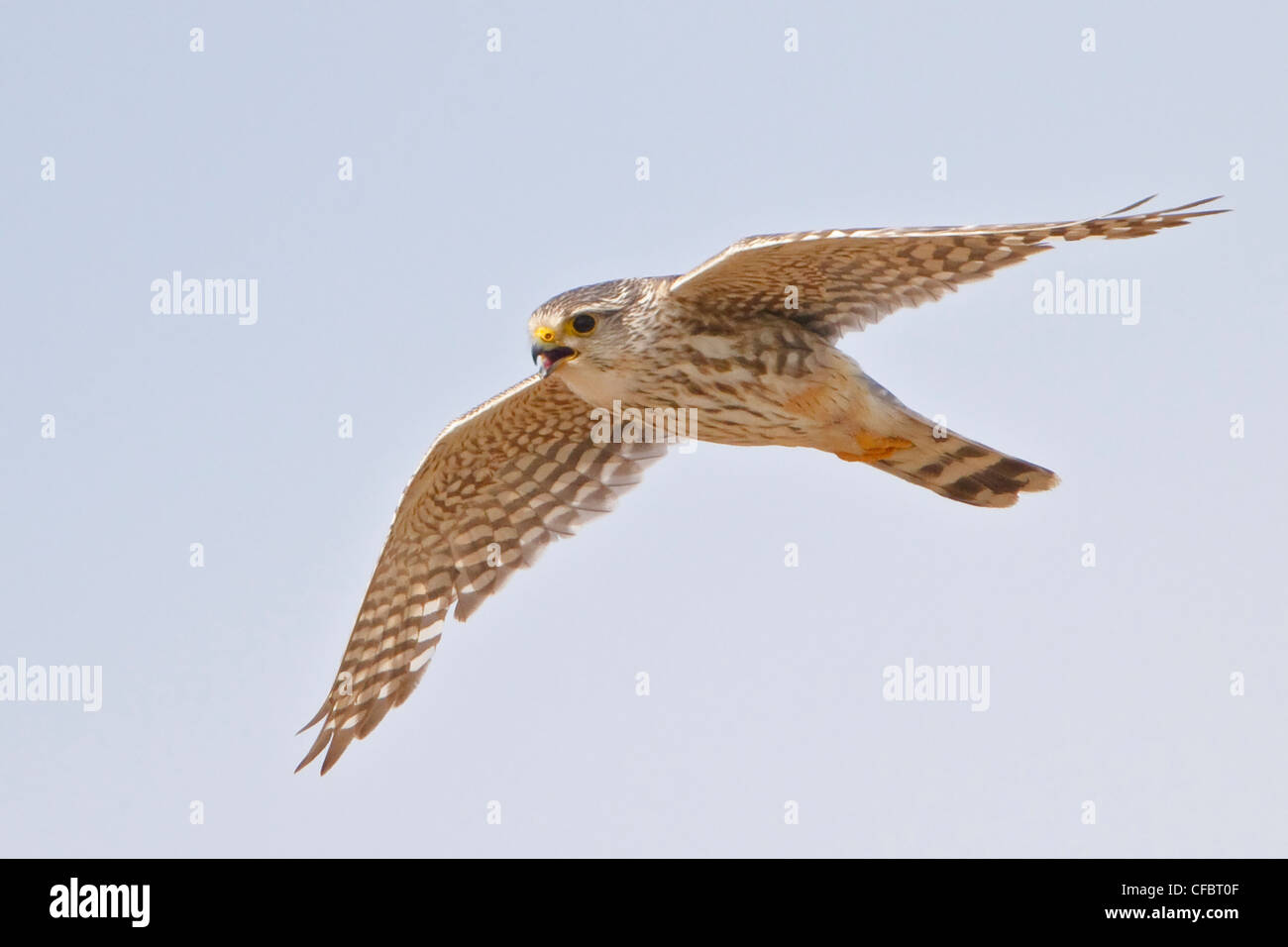 Merlin (Falco columbarius) flying in Alberta, Canada Stock Photo - Alamy