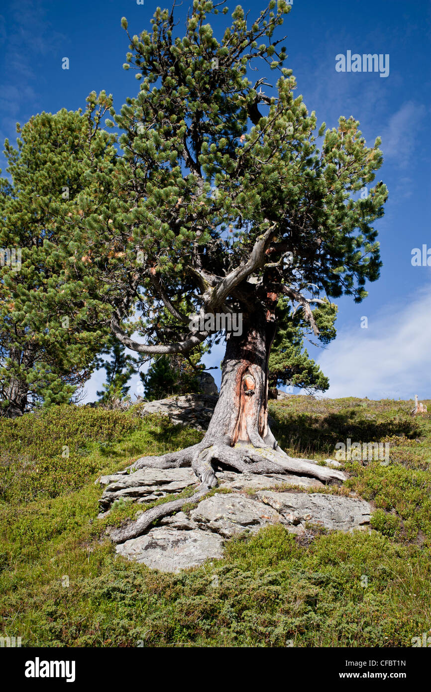 pine, tree, roots, blue, sky, rock, cliff, tree roots, grow, stone ...