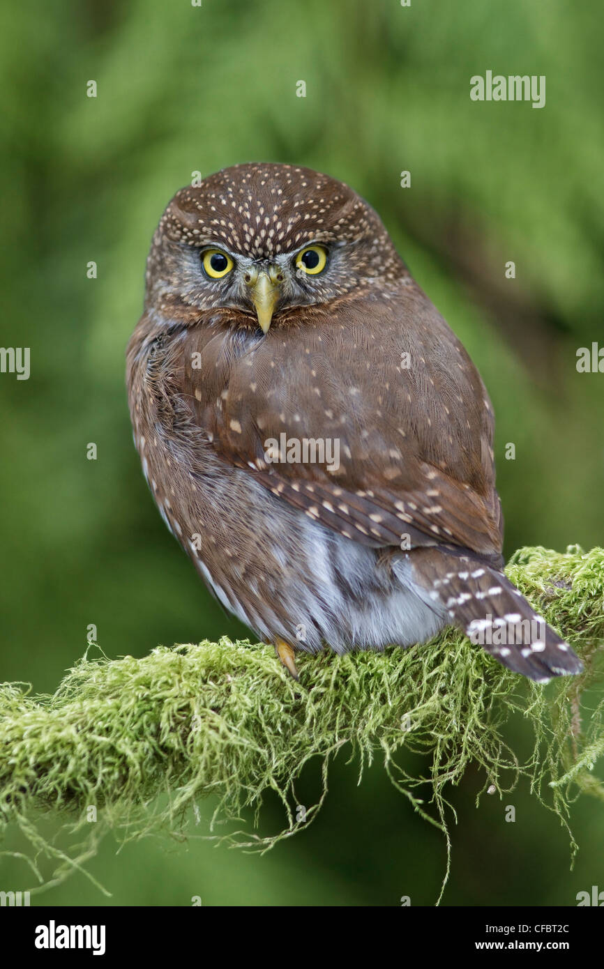 Life of an owl hi-res stock photography and images - Alamy
