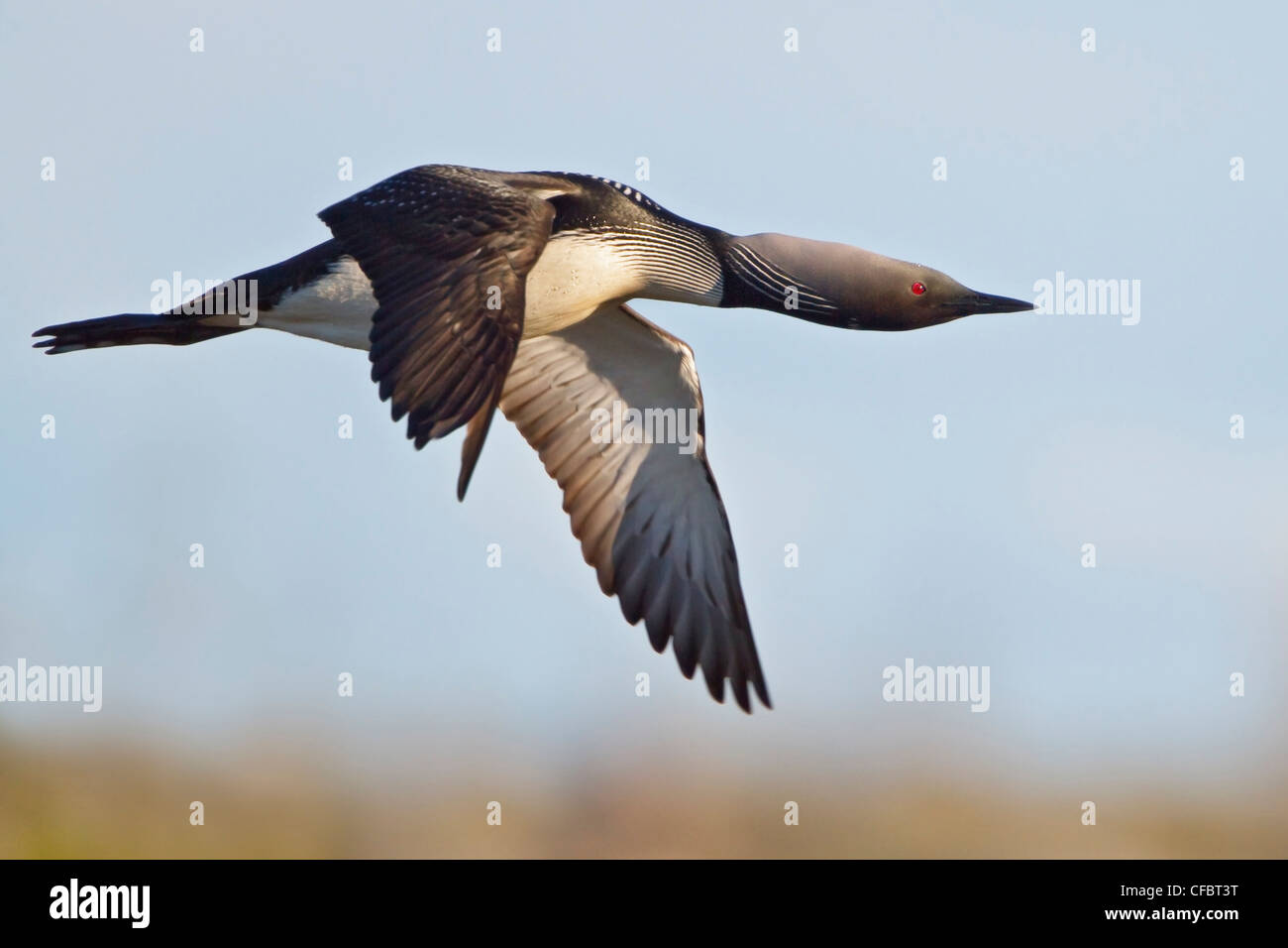 Flying pacific loon hi-res stock photography and images - Alamy