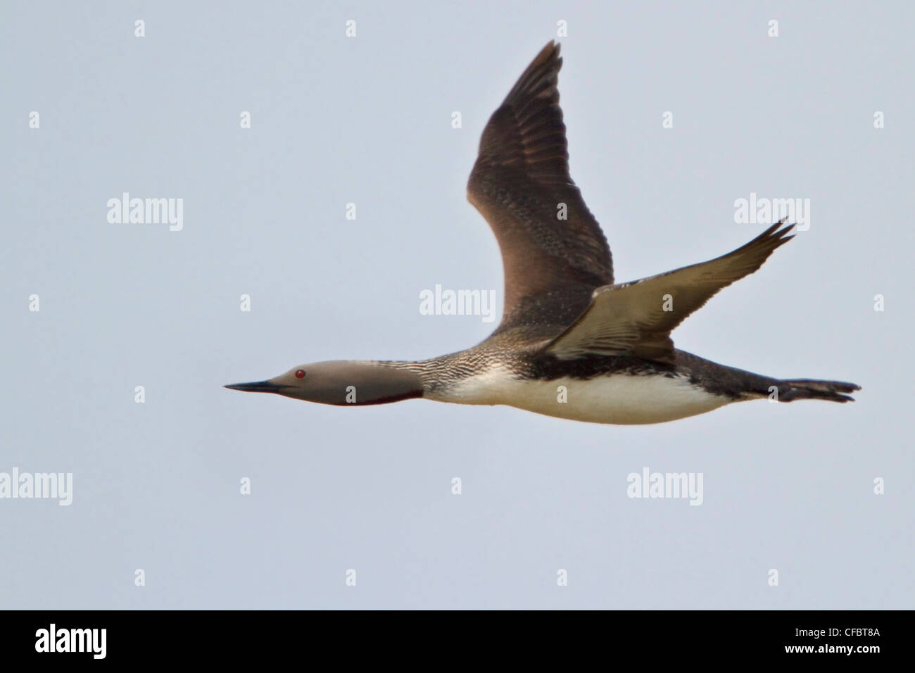 Red-throated Loon (Gavia stellata) flying in Churchill, Manitoba ...