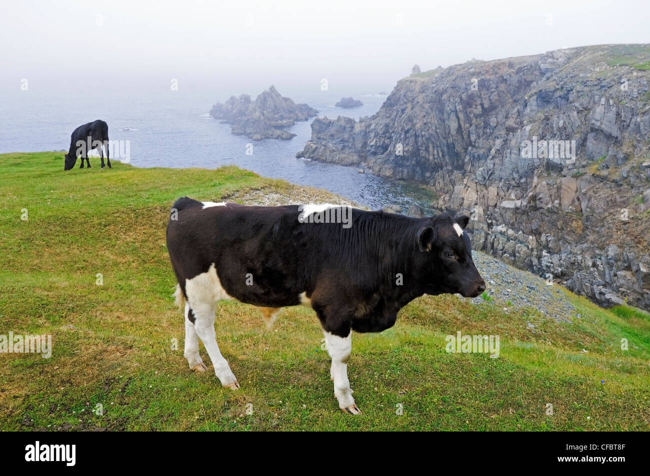 Two sea cows hi-res stock photography and images - Alamy