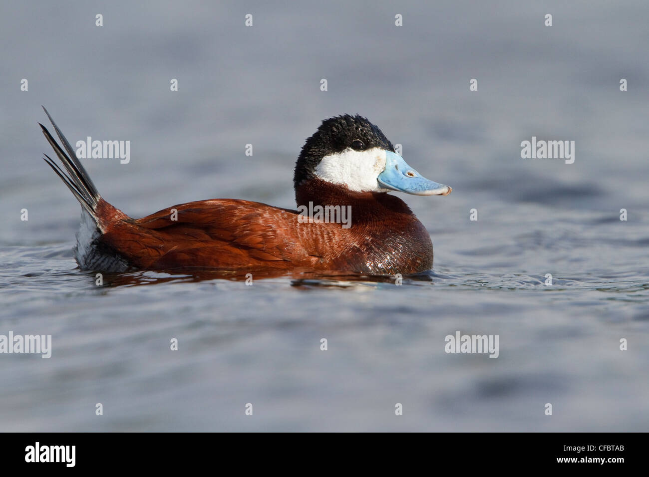 Oxyurjamaicensis hi-res stock photography and images - Alamy