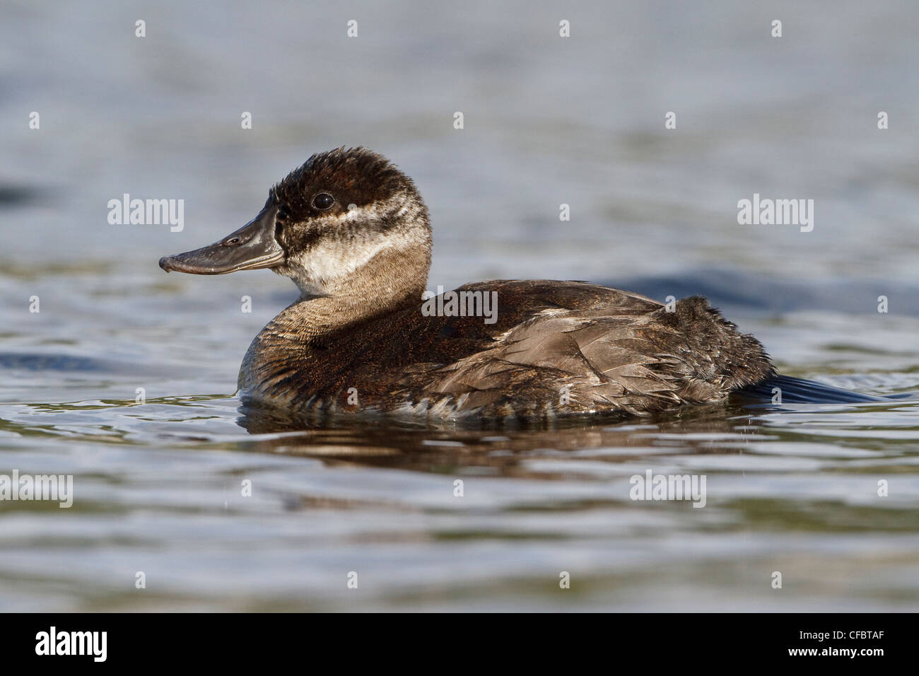 British wild duck hi-res stock photography and images - Alamy