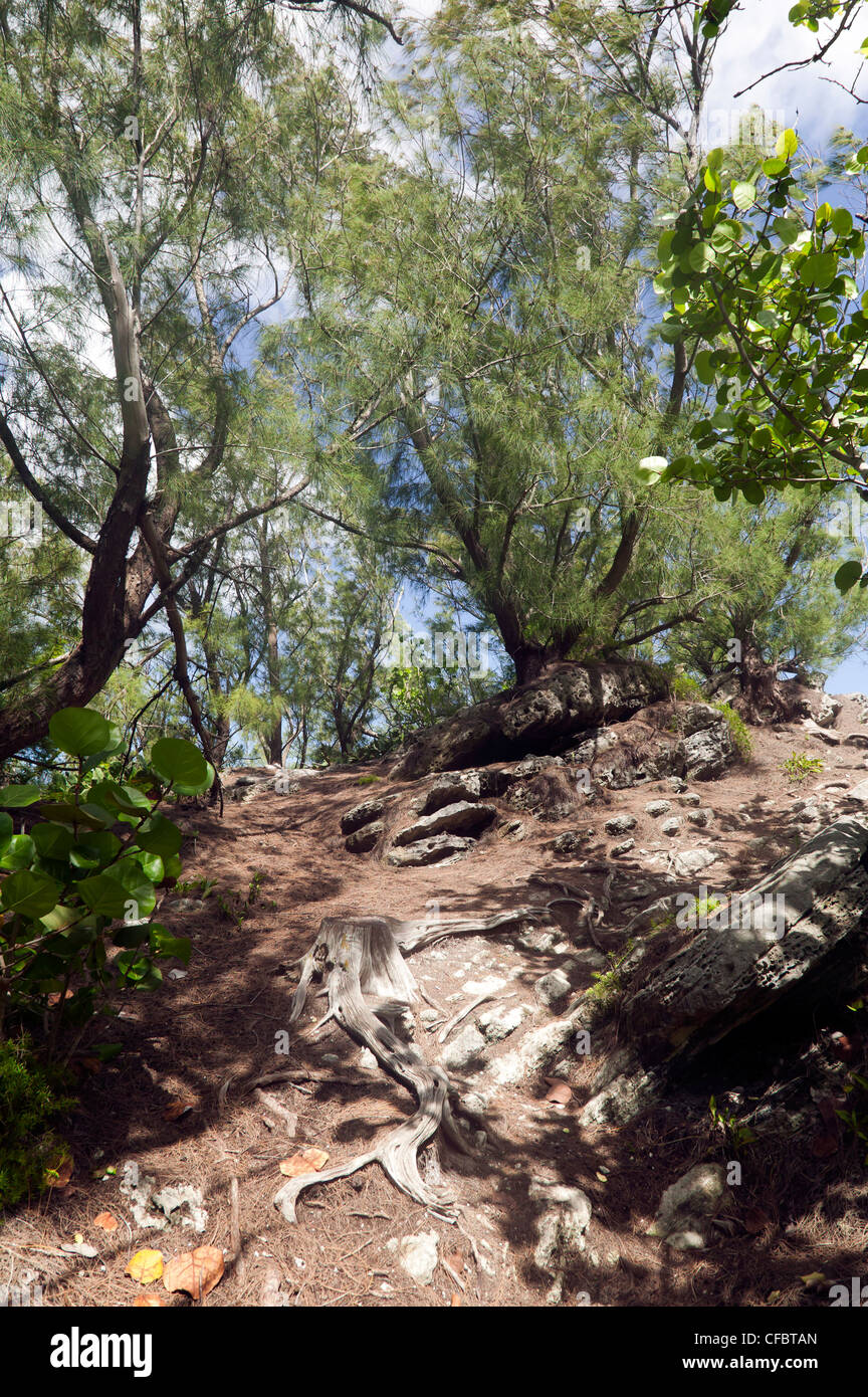 Winding section of trail in Spittal Pond Nature Reserve, Smith's Parish ...