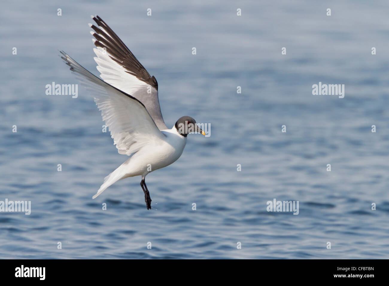 Sabines gull flying xema sabini hi-res stock photography and images - Alamy