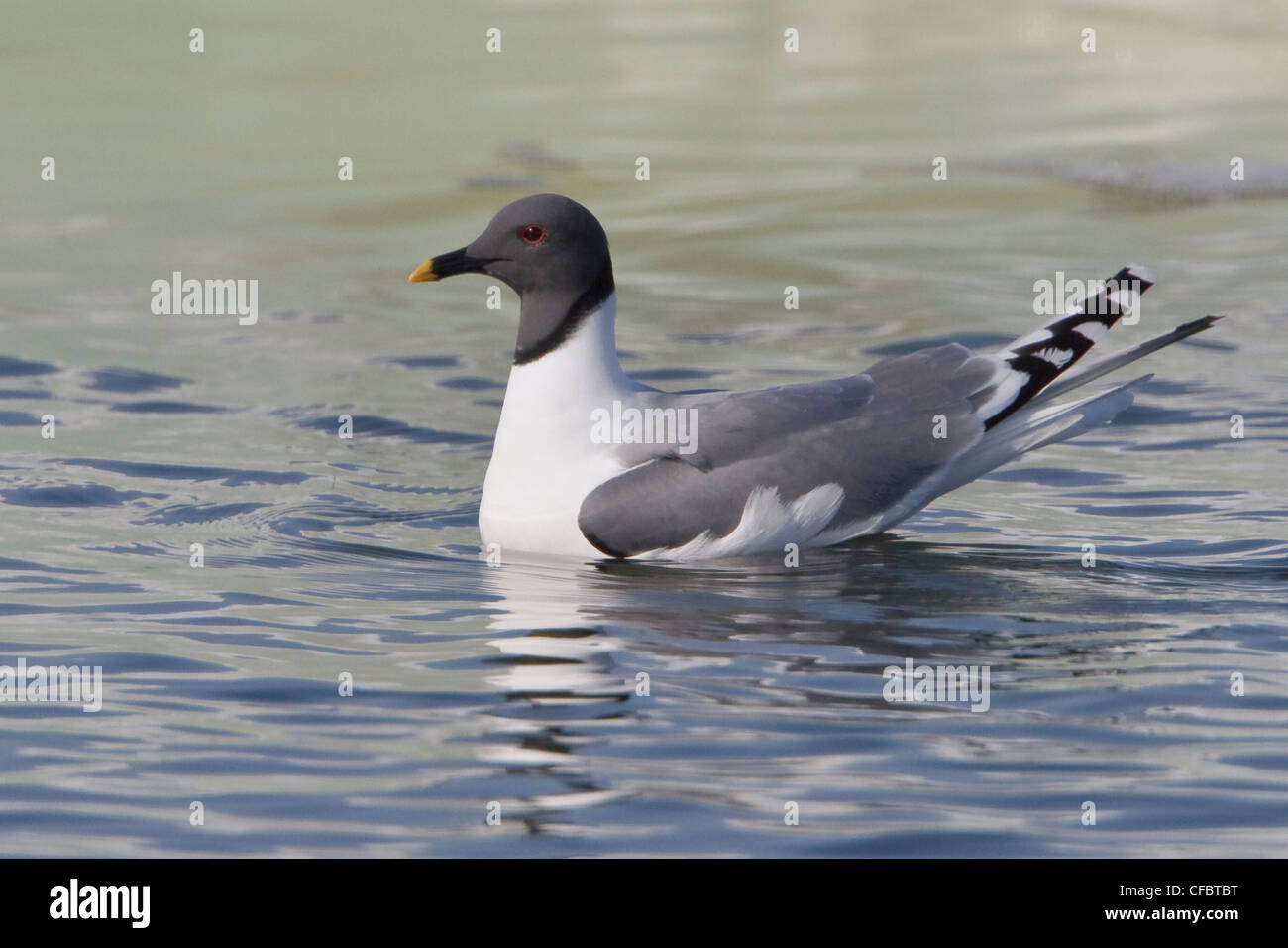 Sabine's Gull (Xema sabini) in the Hudson’s Bay near Churchill ...