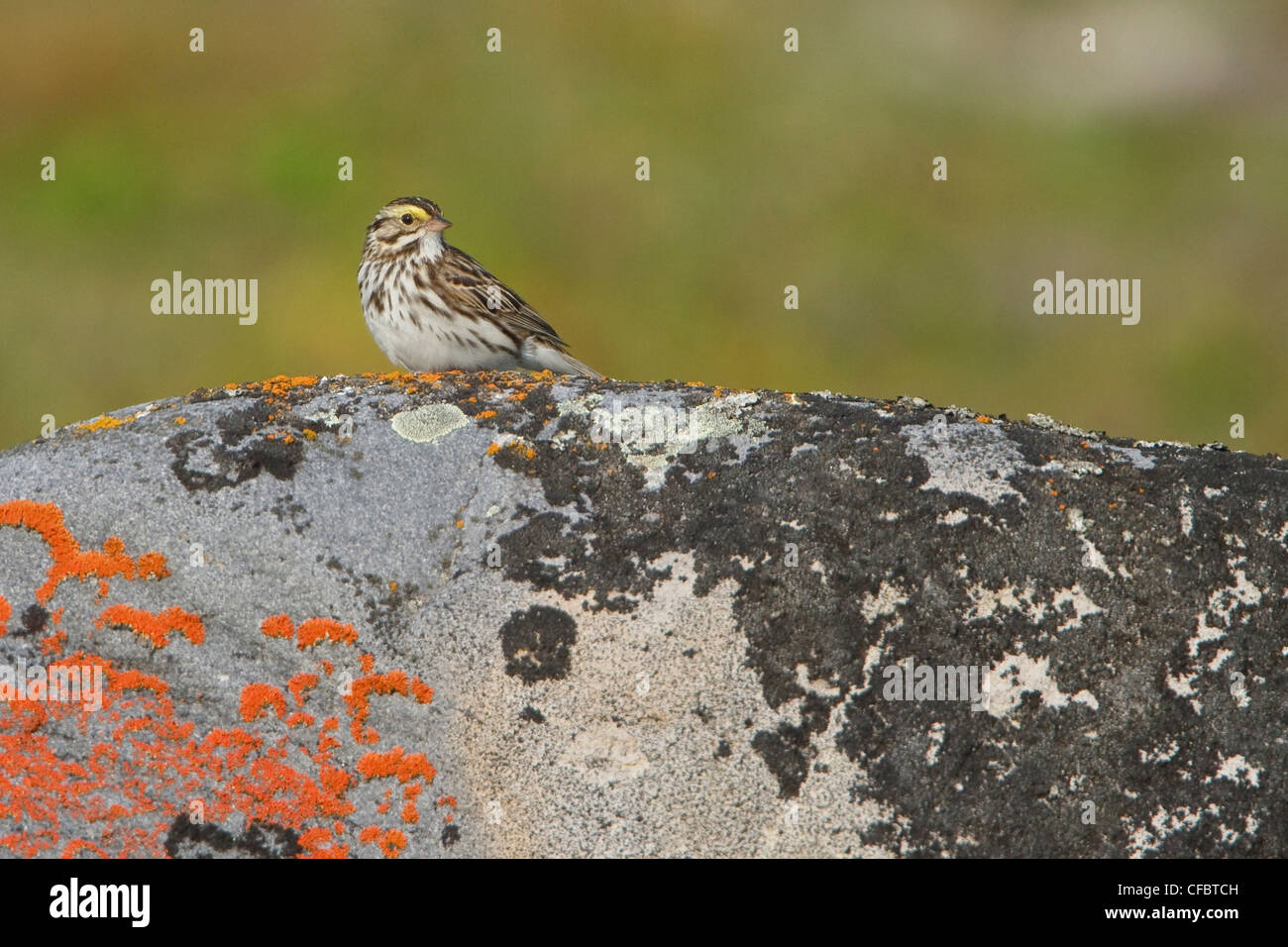 Passerculus sandwichensis bird nature wildlife hi-res stock photography ...