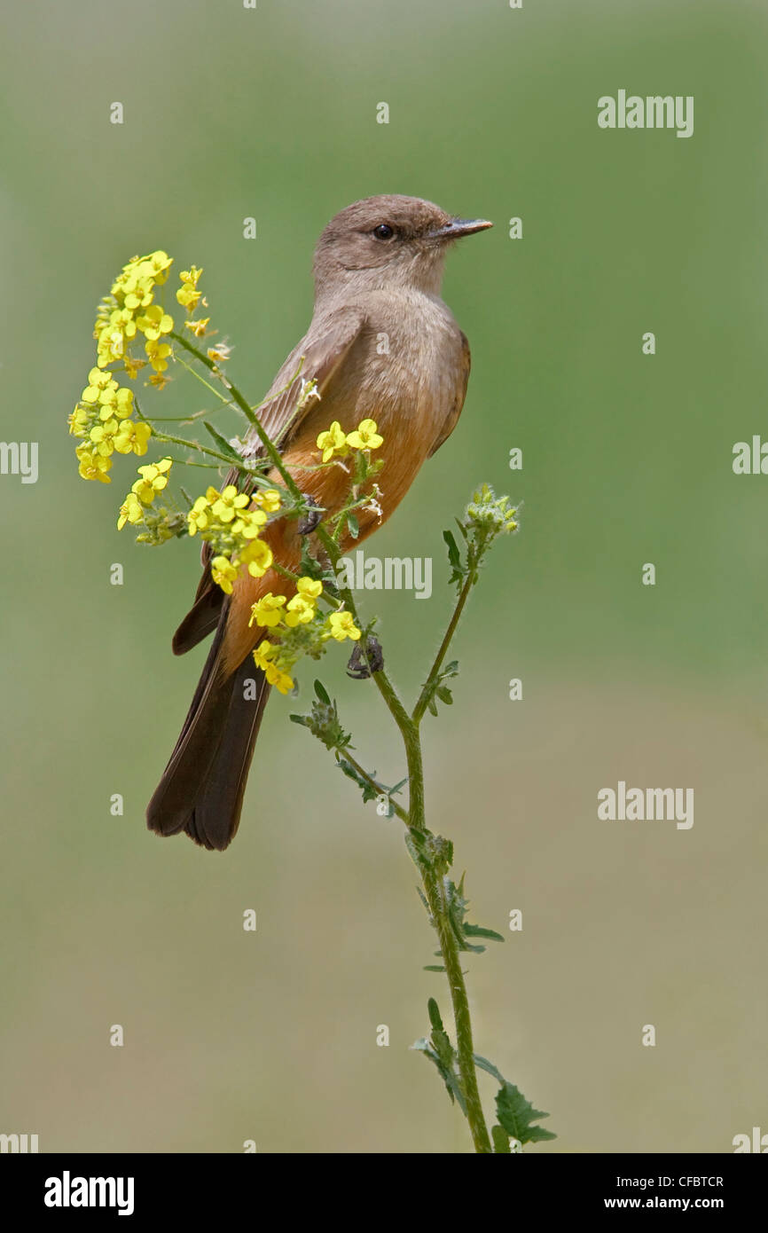 Phoebe in hi-res stock photography and images - Alamy