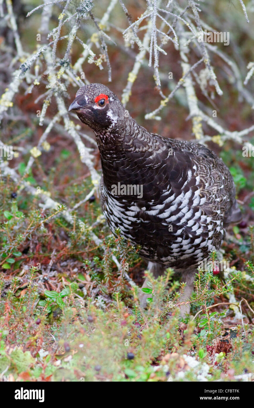 Spruce Grouse (Falcipennis canadensis) in Churchill, Manitoba, Canada ...