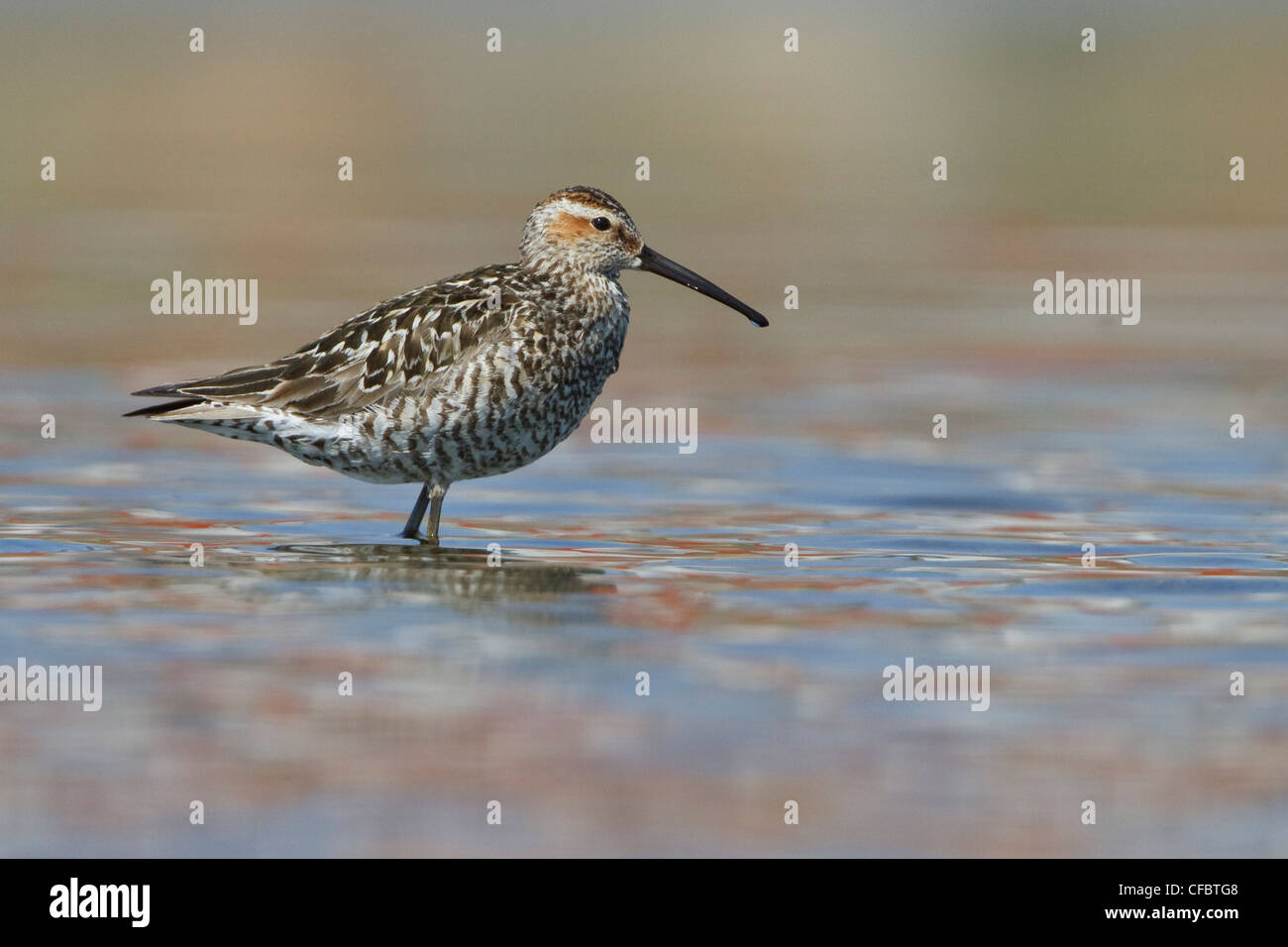 Stilt sandpiper manitoba hi-res stock photography and images - Alamy
