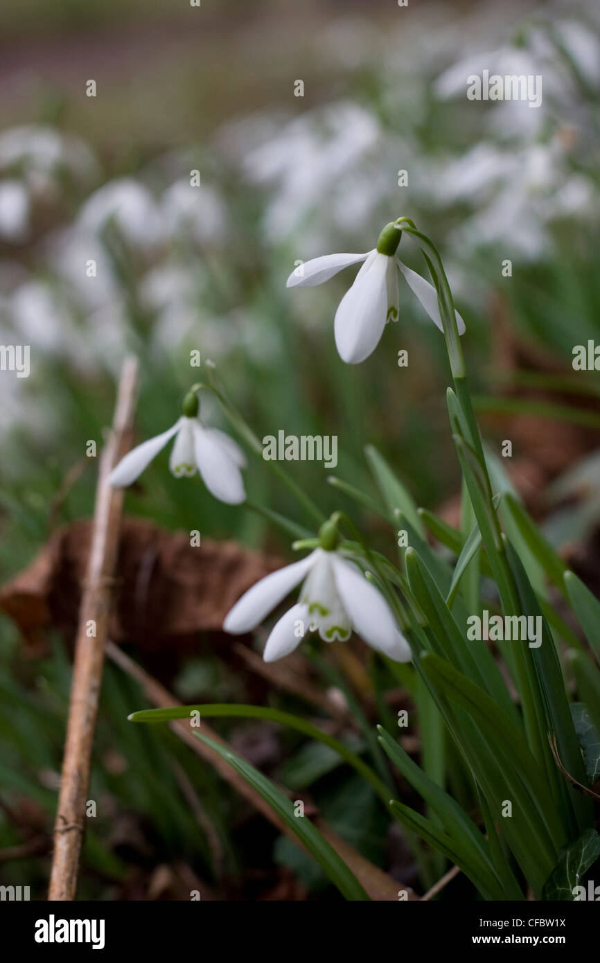 Snowdrops in the wild hi-res stock photography and images - Alamy