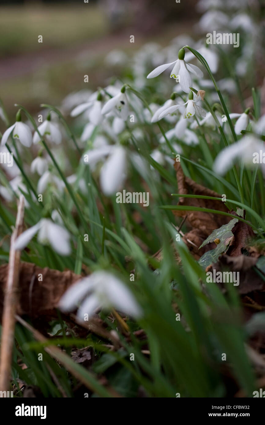 Snowdrops in the wild hi-res stock photography and images - Alamy