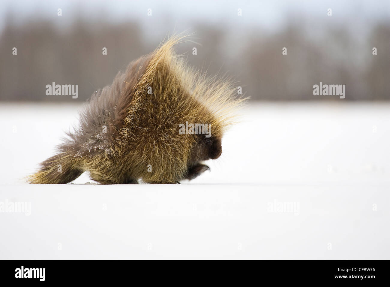 Running across field snow hi-res stock photography and images - Alamy