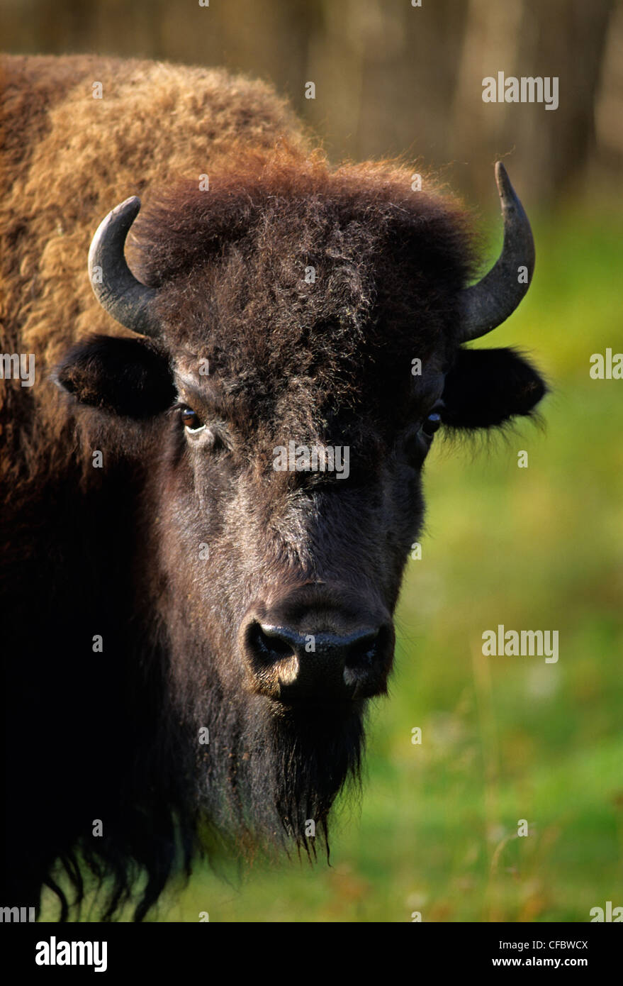 Plains Bison, Elk Island National Park, Alberta, Canada Stock Photo - Alamy