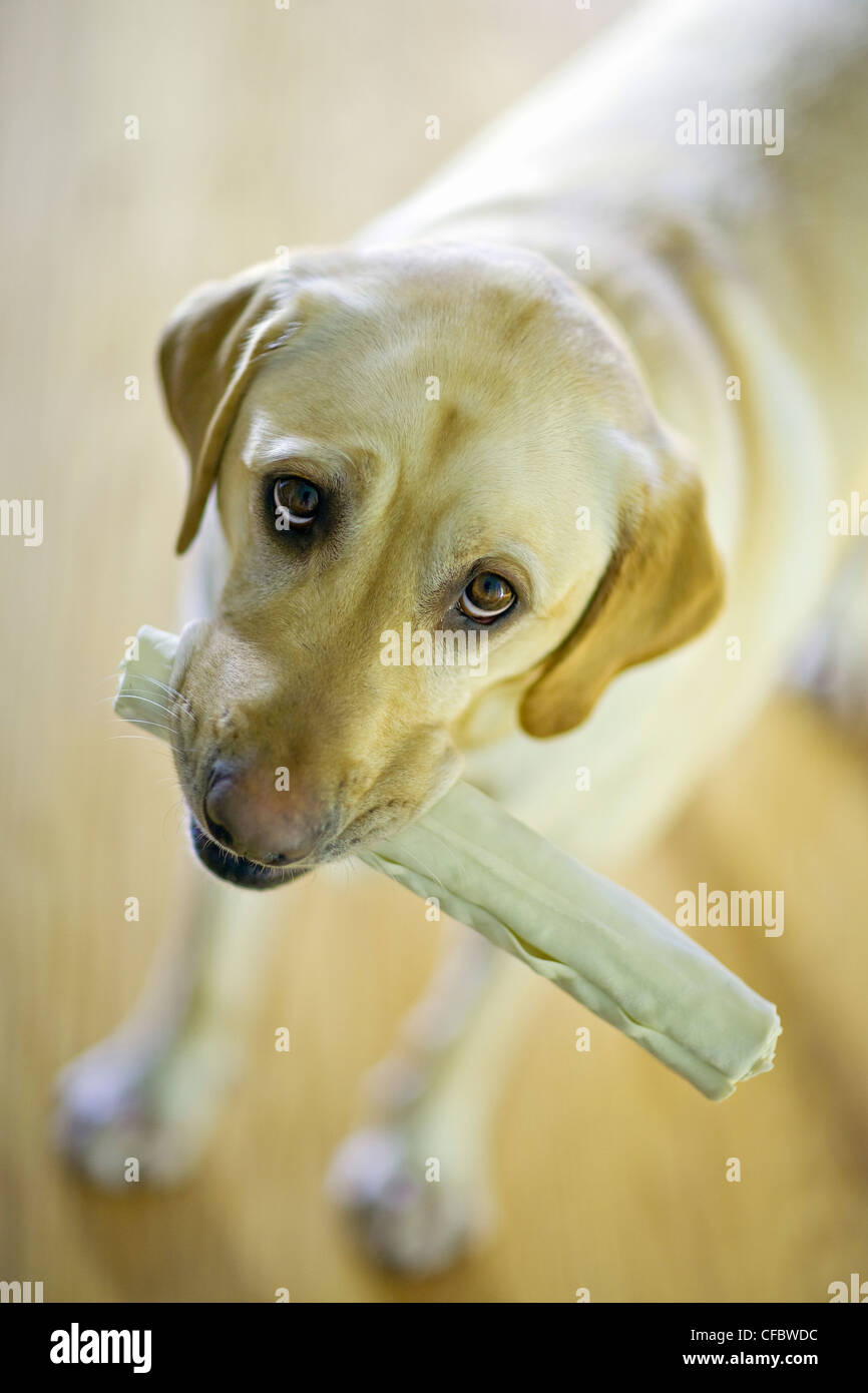 Male Yellow Labs