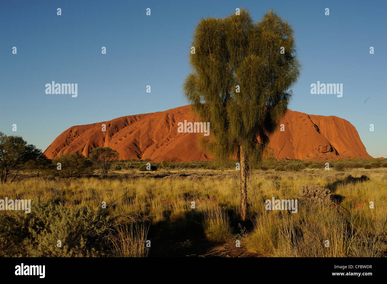 She Oak Australia High Resolution Stock Photography and Images - Alamy