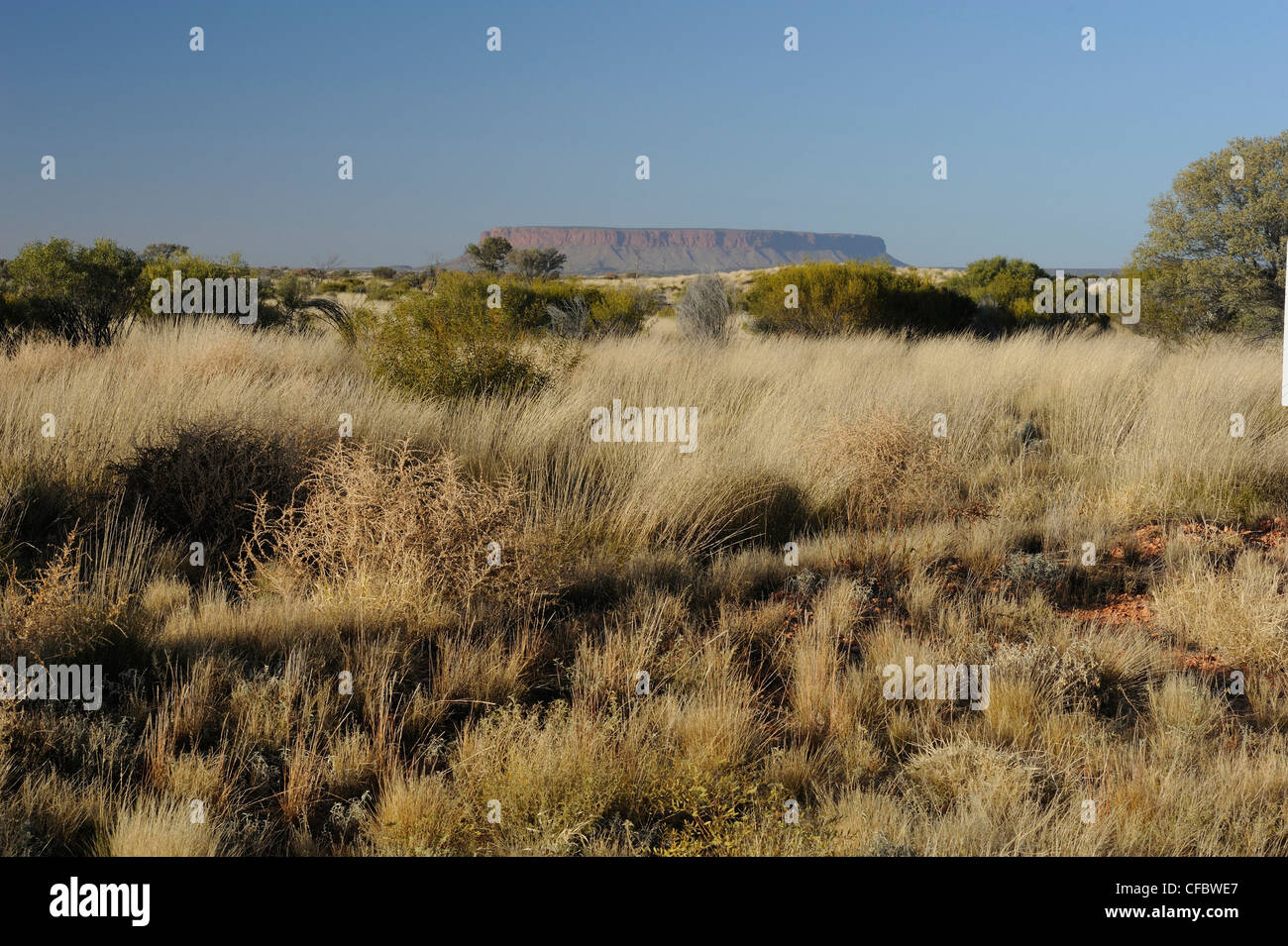 Spinifex steppe hi-res stock photography and images - Alamy
