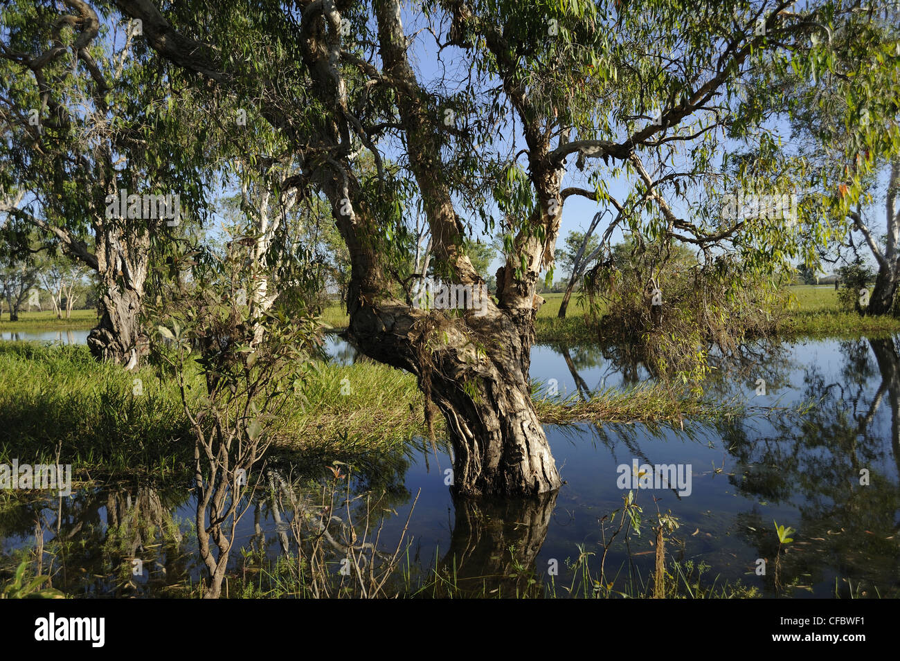 Kakadu plum or plums hi-res stock photography and images - Alamy