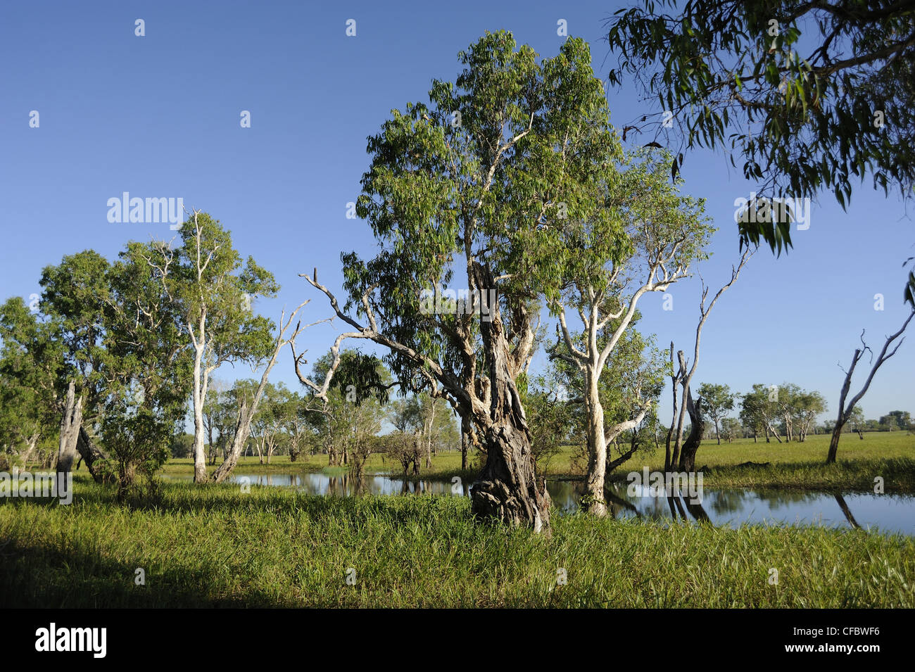 Kakadu plum or plums hi-res stock photography and images - Alamy