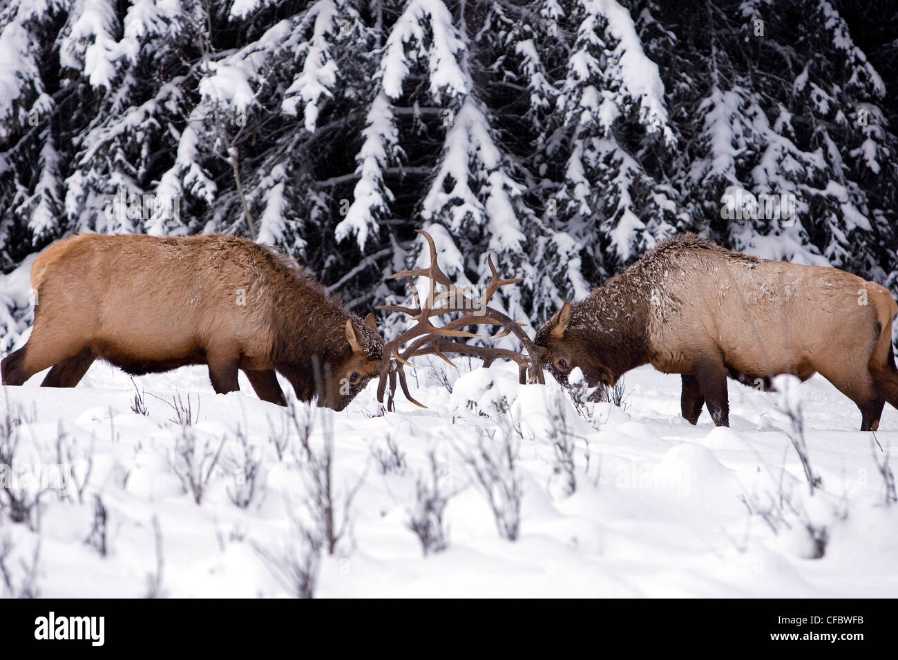 Two bull elk Cervus canadensis fight dominance Stock Photo - Alamy