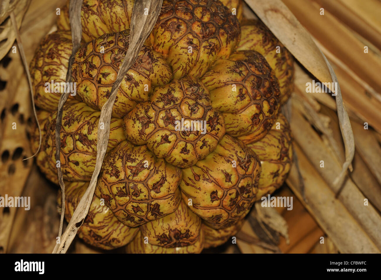 Pandanus screw palm hi-res stock photography and images - Alamy