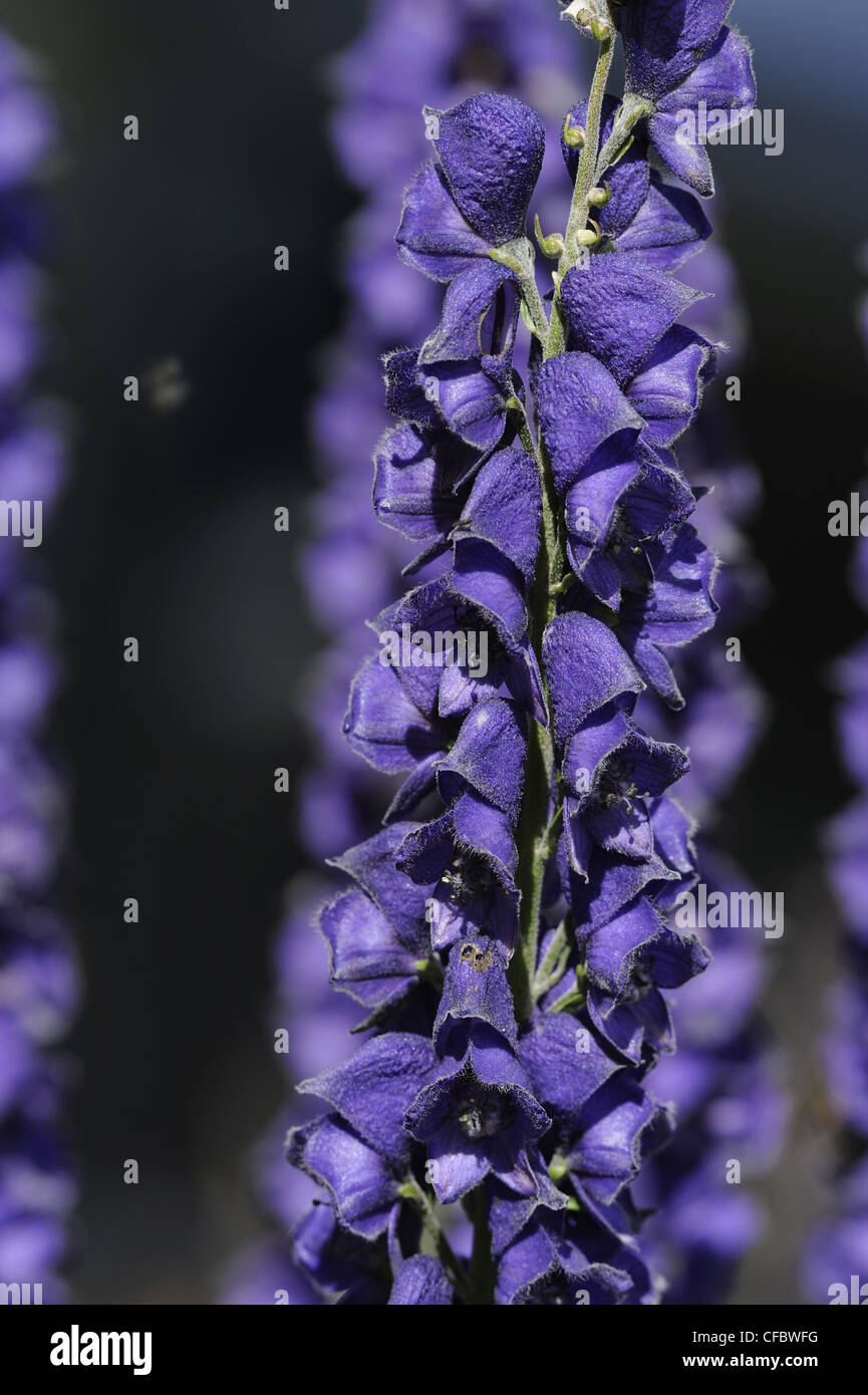 Monks Hood Flower Stock Photos & Monks Hood Flower Stock Images - Alamy