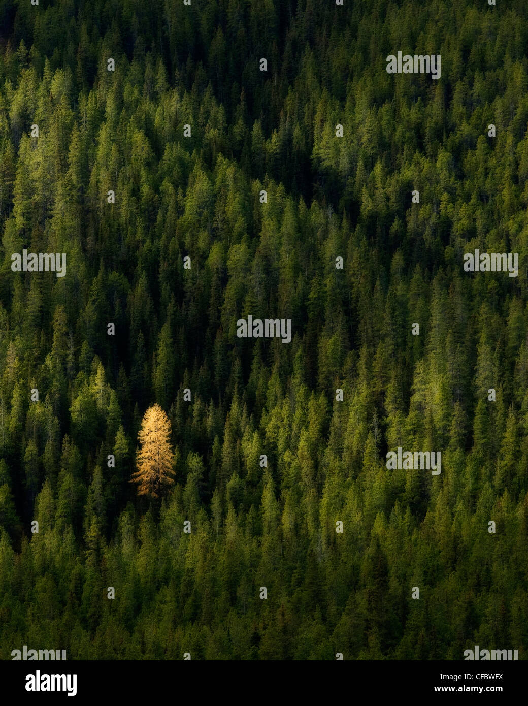 A single golden larch tree shows it's yellow colour in the fall in ...